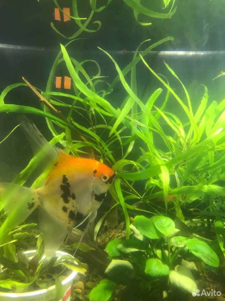 Самец скалярии кои