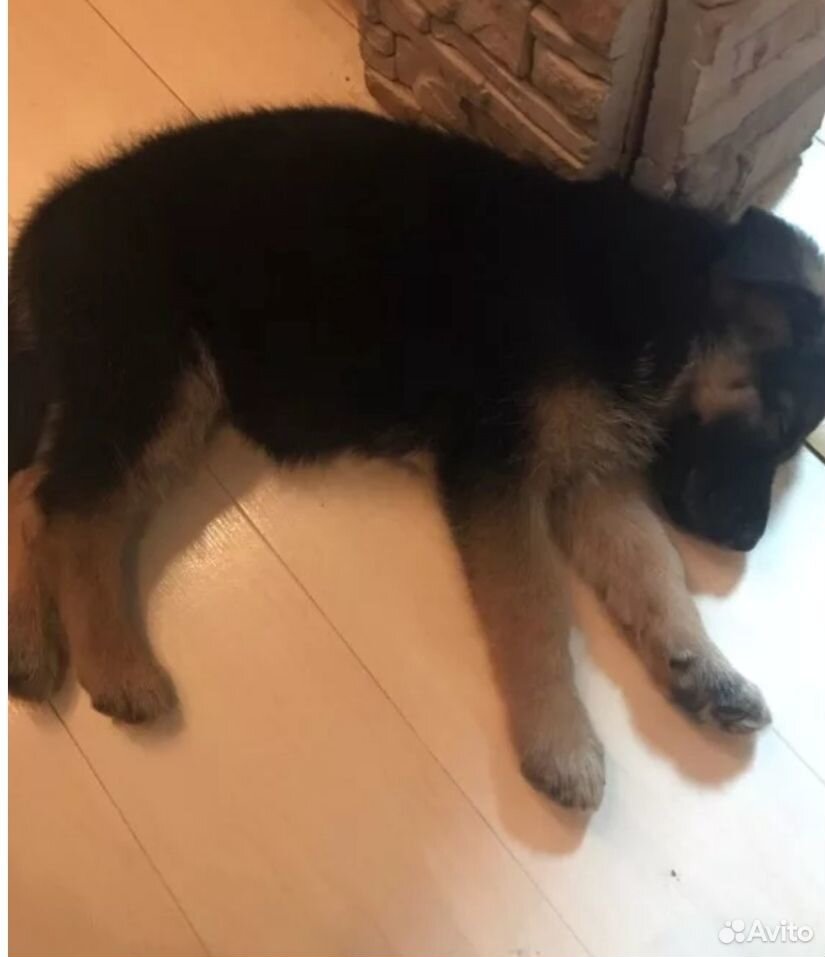 Немецкая овчарка