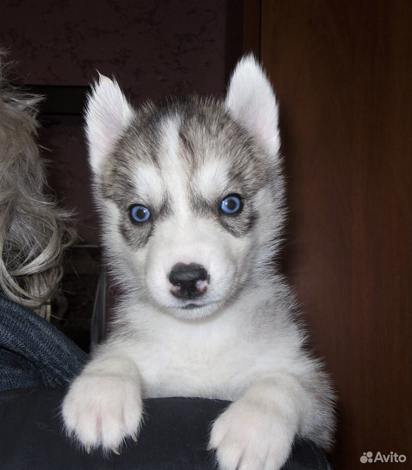 Серые и ч/б Девочки хаски