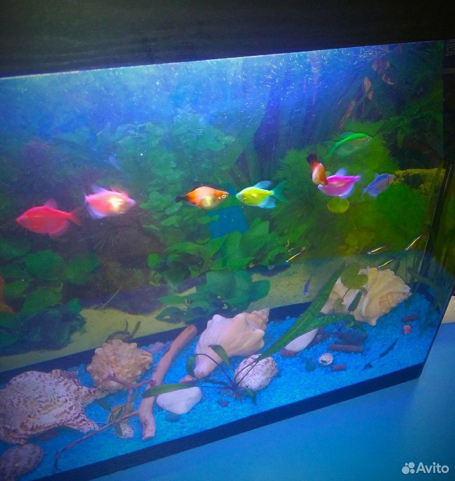 Рыба пецилия баллон