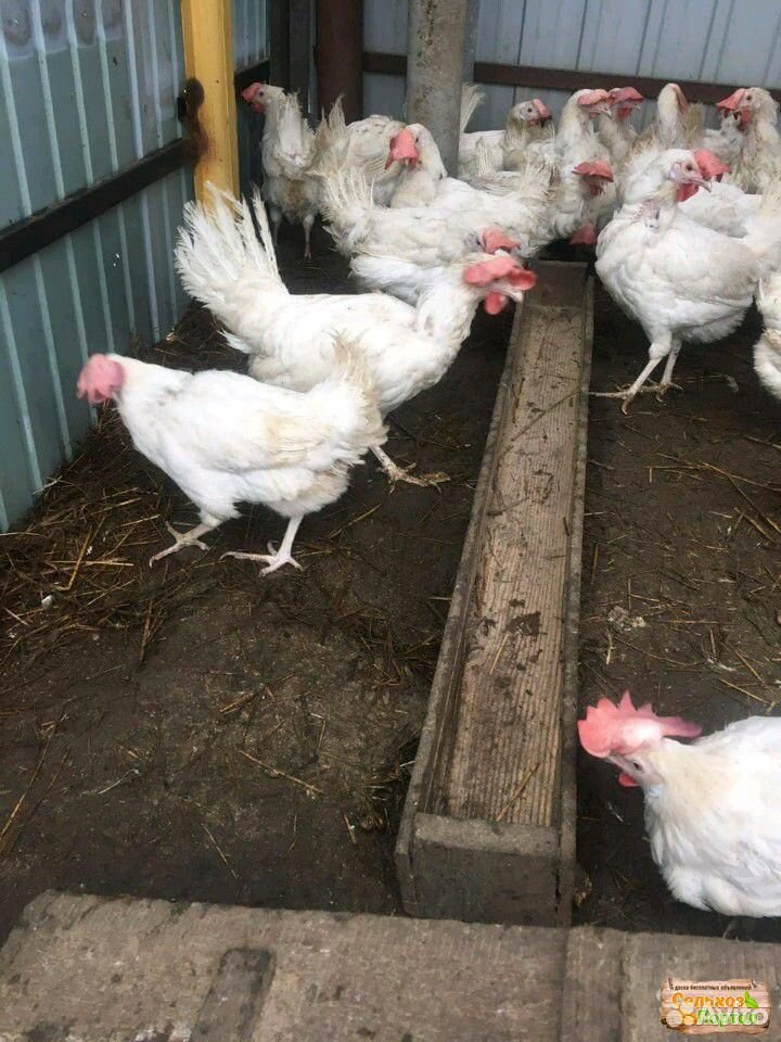 Куры-Несушки годовалые опт