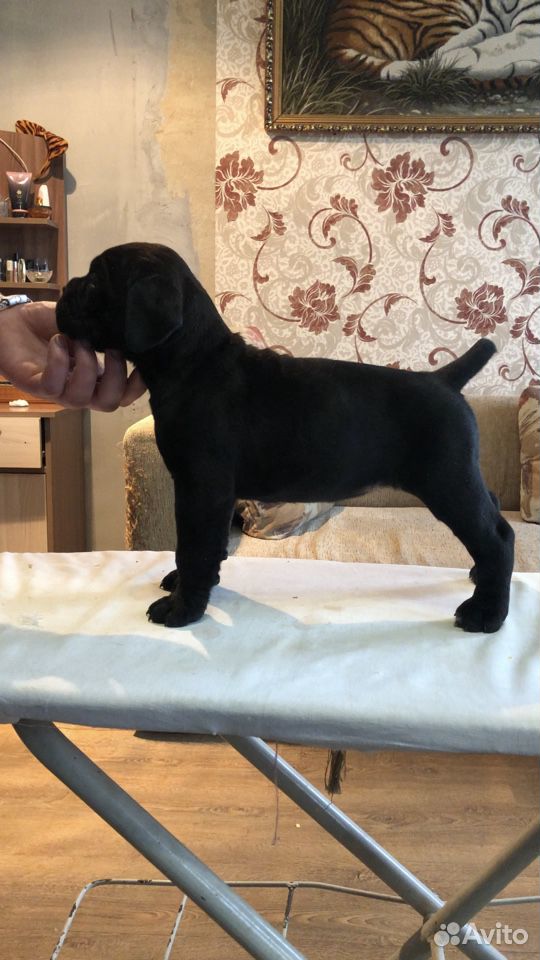 Щенки Кане Корсо