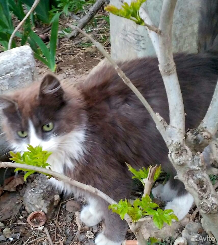 Кошка