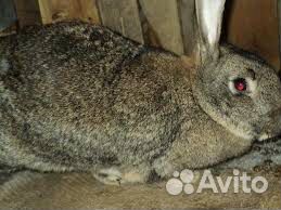 Кролик серый великан