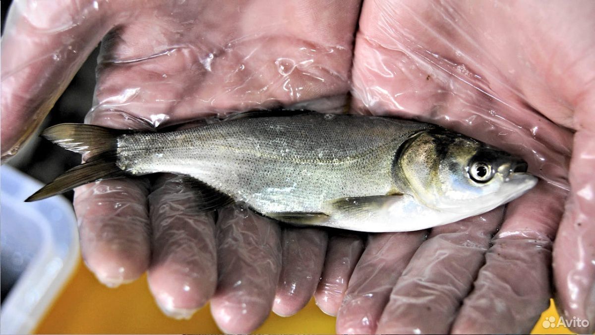 Толстолобик для зарыбления (годовик)