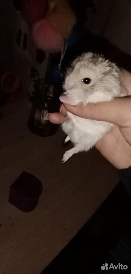 Джунгурский хомяк