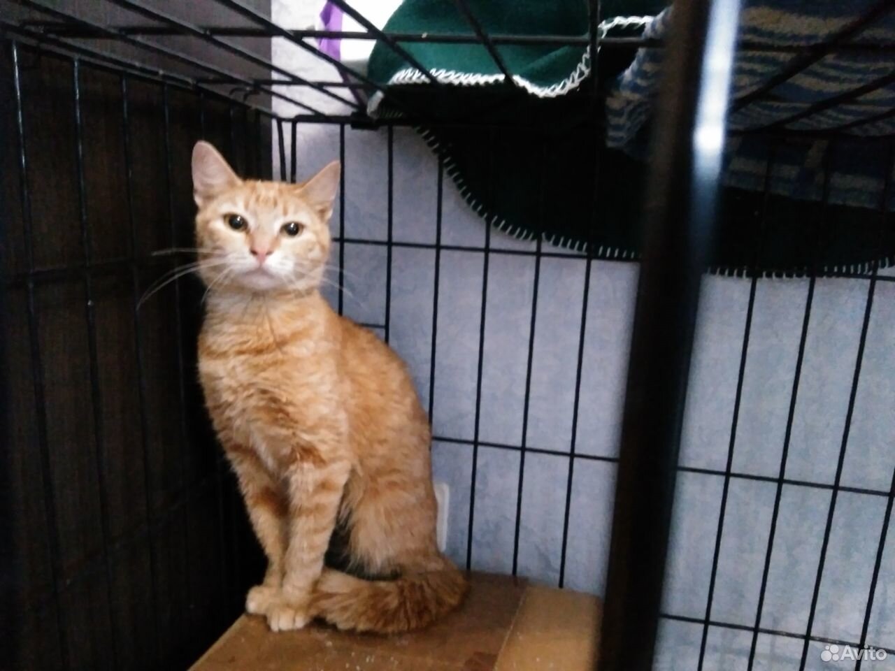 Котенок в добрые руки