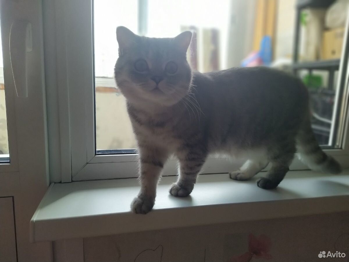 Кот Британской породы