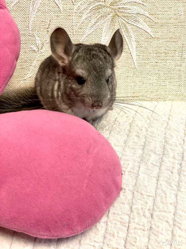 Шиншилленок мальчик 2 мес