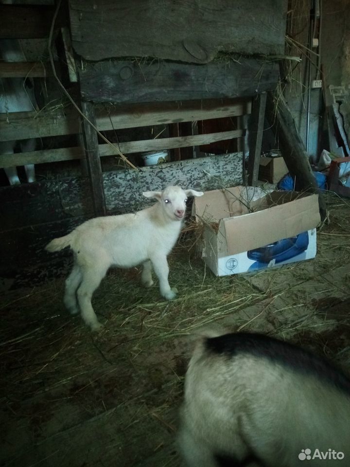 Продам козликов