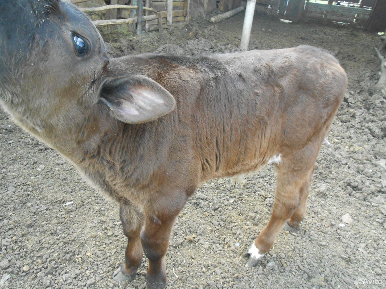 Телята домашние. бычёк и тёлка