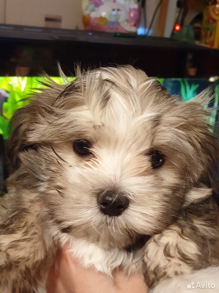 Пёсик Болонка