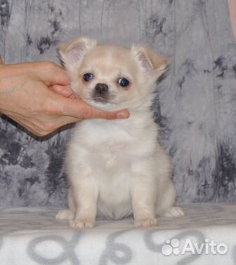 Продаётся очень красивый малыш чихуахуа