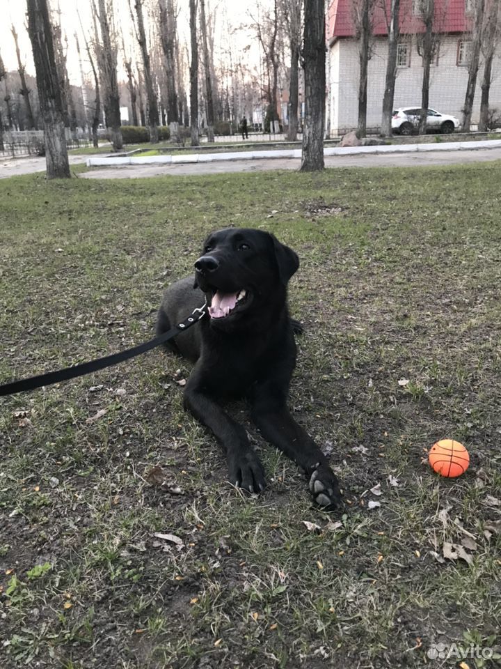 Собака лабрадор