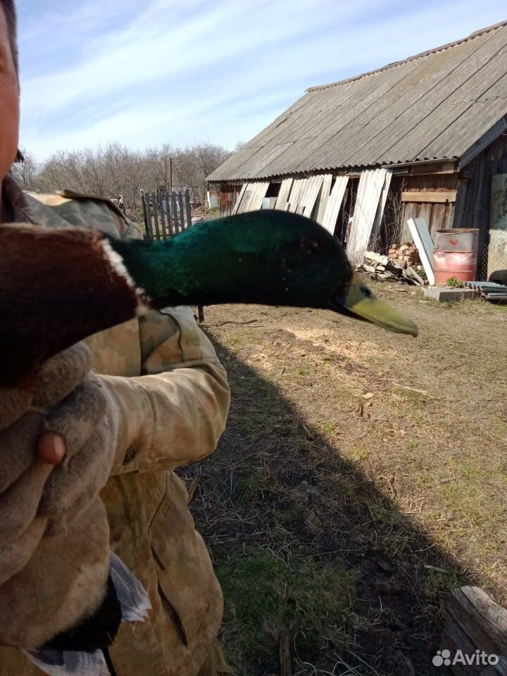 Селезень подсадной утки