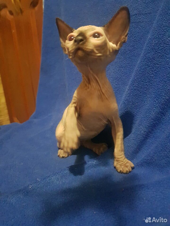 Канадский сфинкс