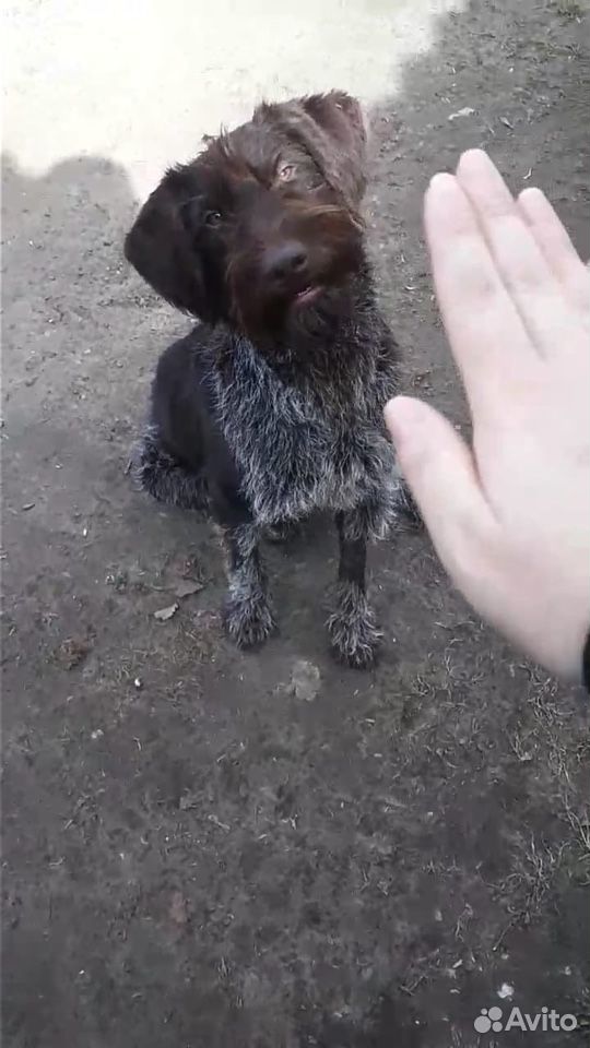 Чей щенок дратхаара