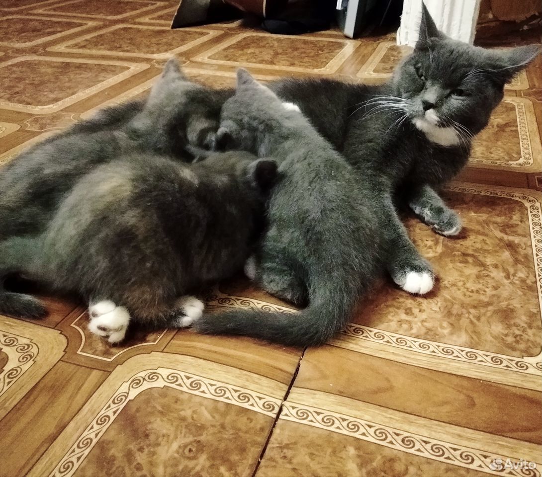 Котята британские