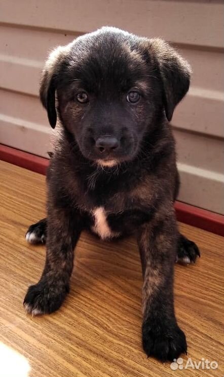 Отдадим в ответственные руки щенков