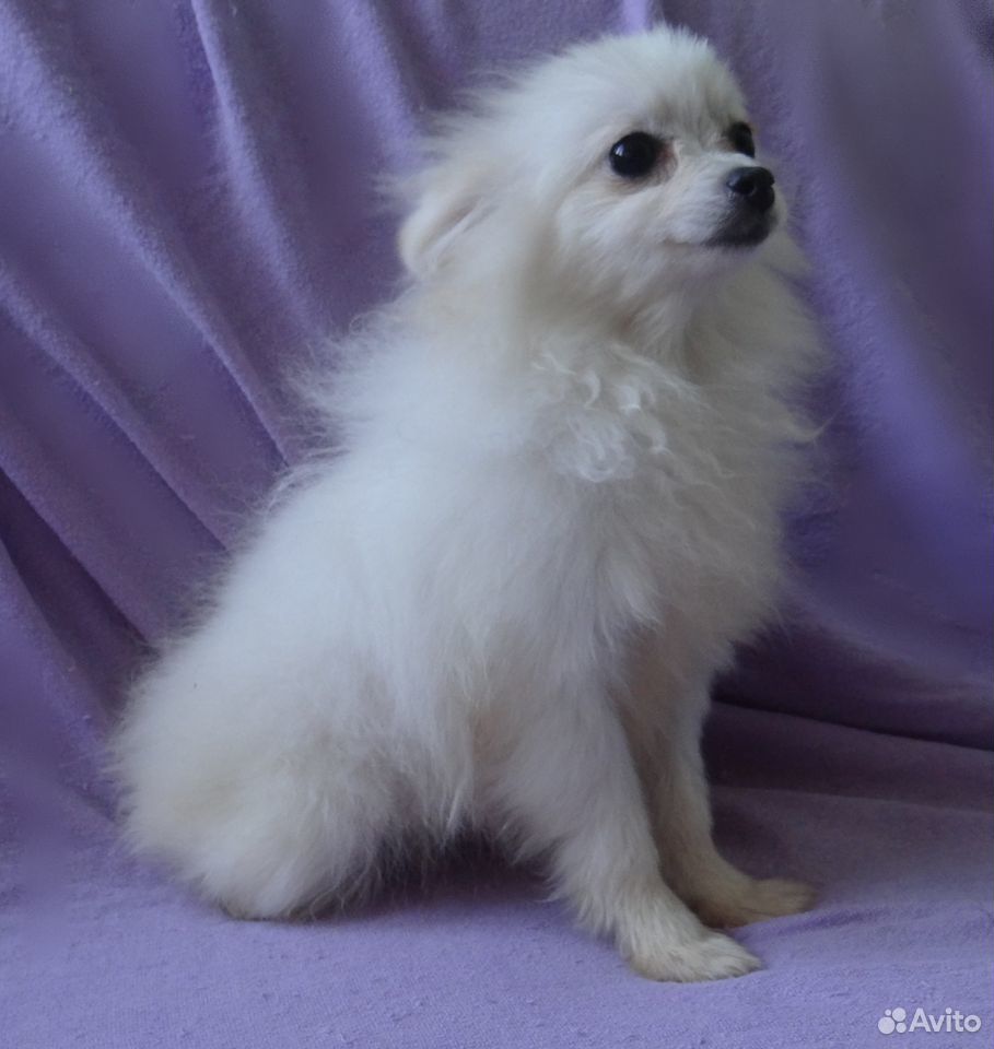 Подрощенная девочка шпица