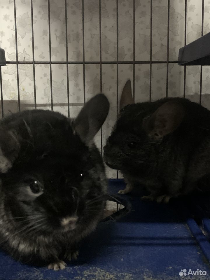 Пара шиншилл