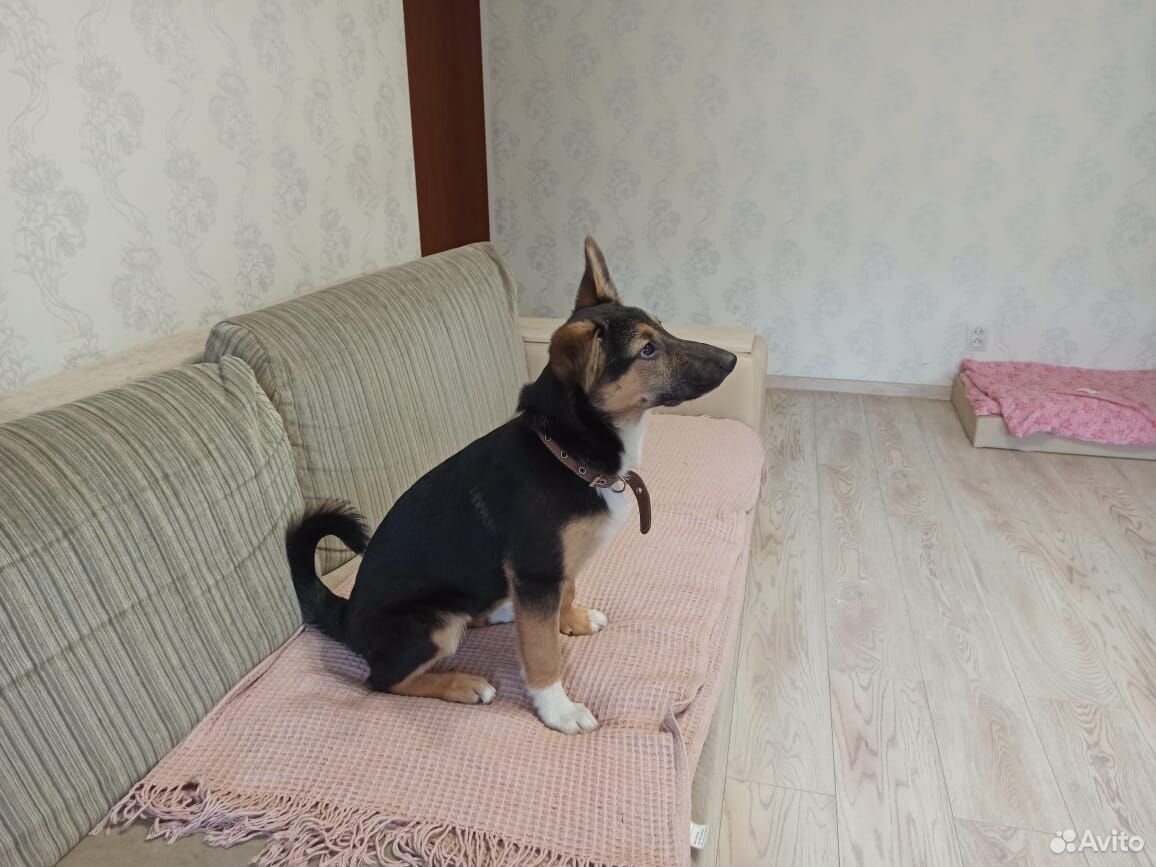 Девочка Ева в добрые руки