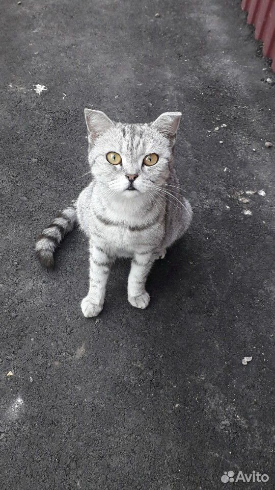 Кошка невероятной красоты в поисках дома