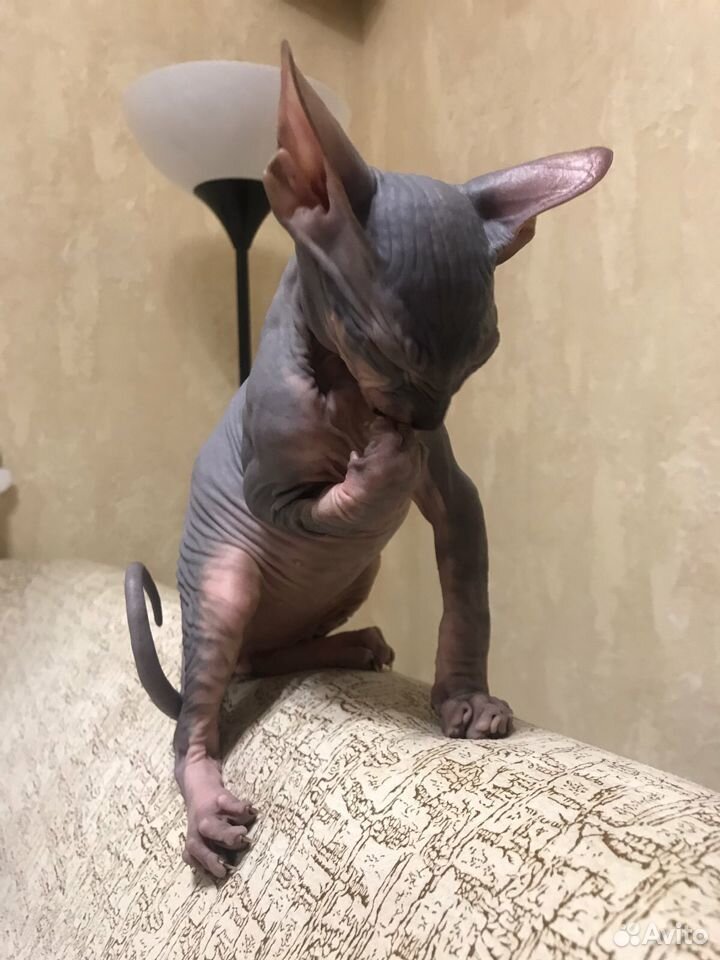 Котёнок сфинкс мальчик