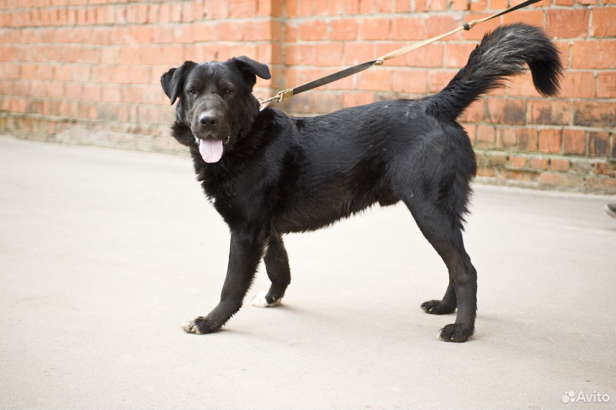 Шикарный метис шарпея