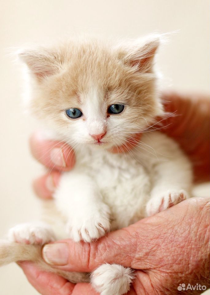 Кошачья нежность