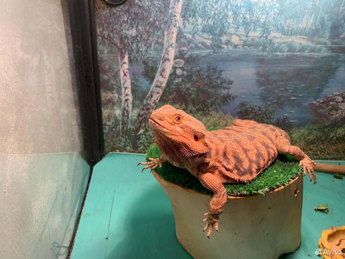 Красавица самка бородатой агамы