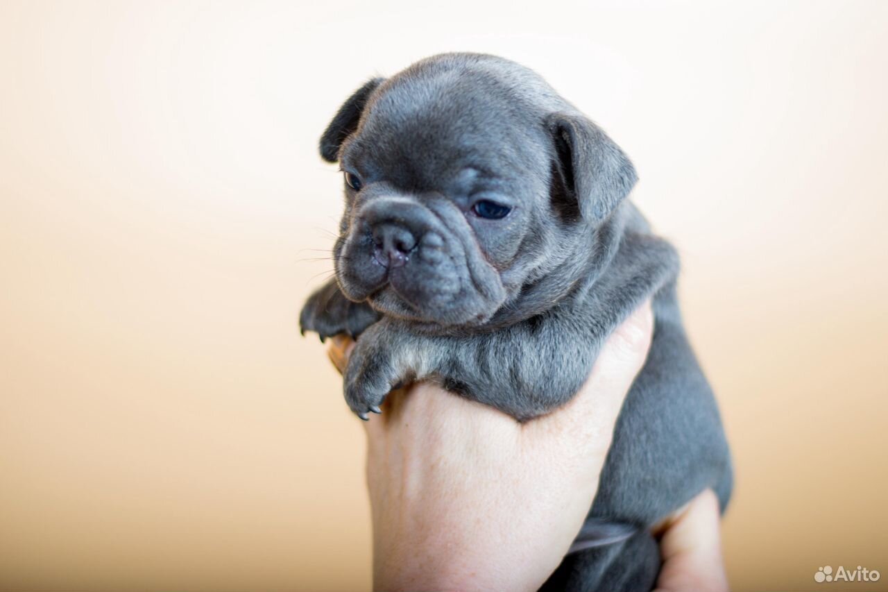 Французский бульдог Зеленоглазая Красавица