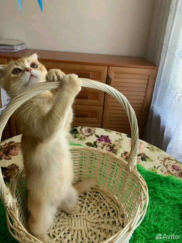 Шотландский игрун