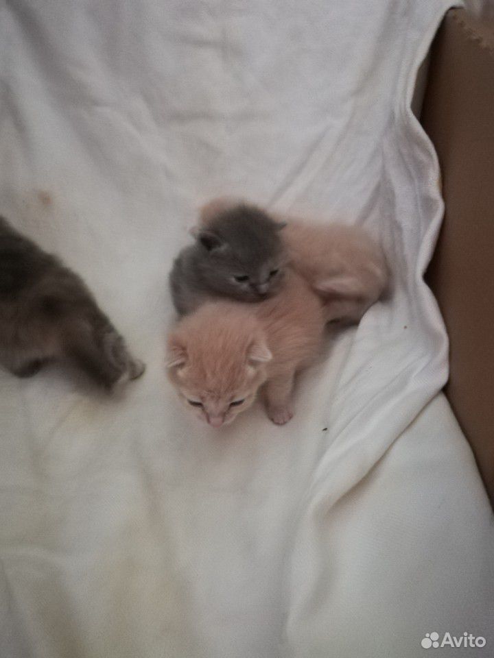 Котик мальченка