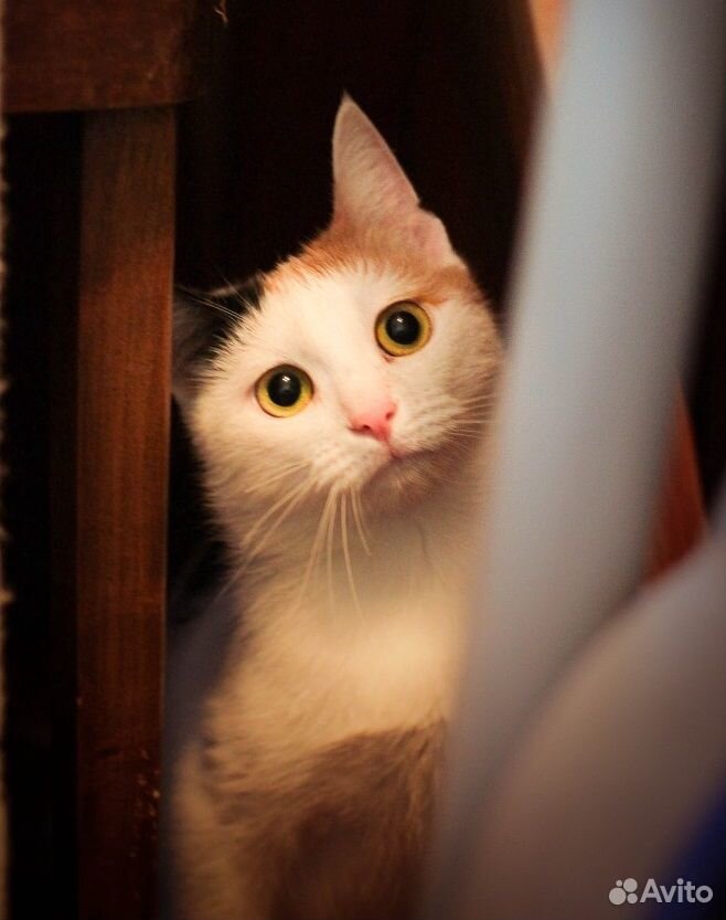 Мурочка - кошка-трехцветка