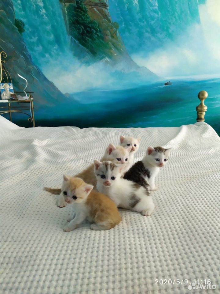 Котята британцы черепаховые