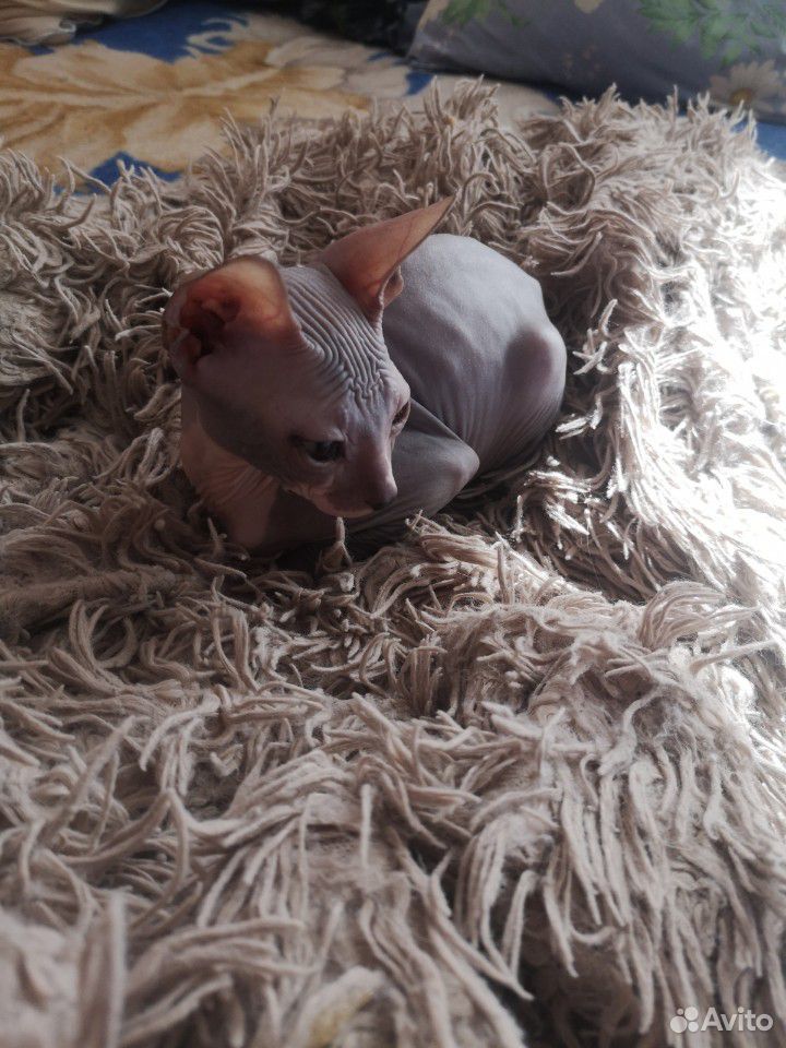 Продам котёнка донского сфинкса