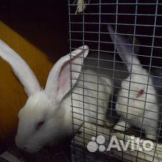 Продаю крольчат