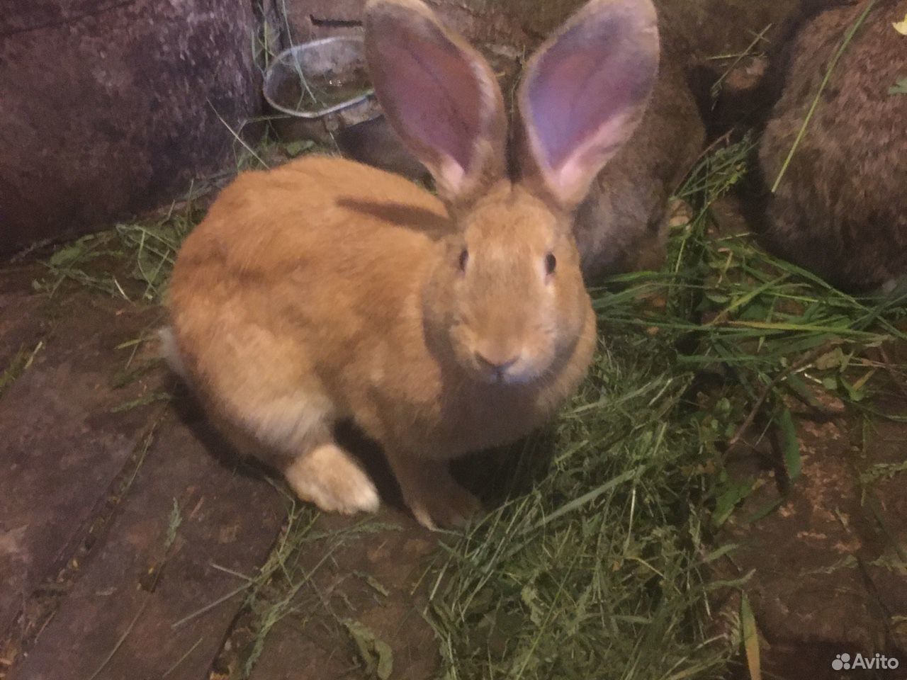 Продаются Фландеры- самки 3 шт, 4 мес. Цена догово