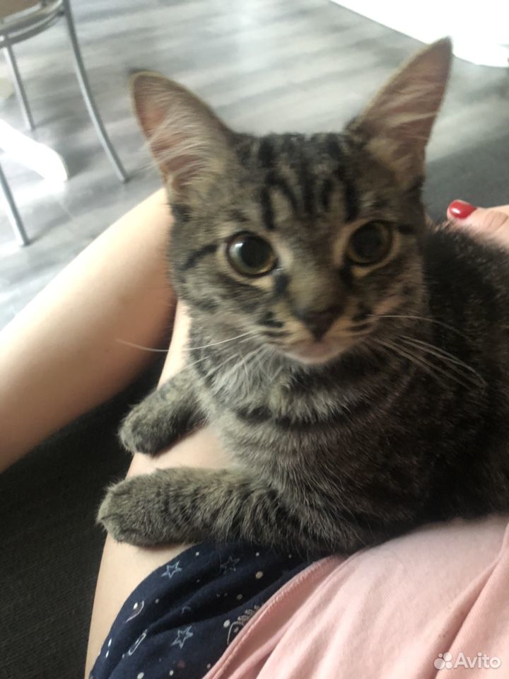 Кот