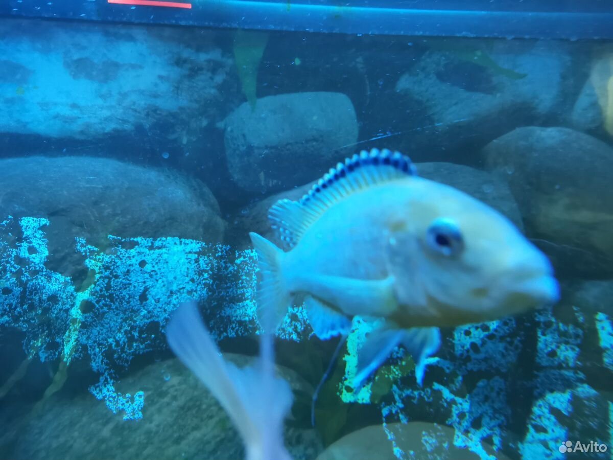 Лабидохромис елоу