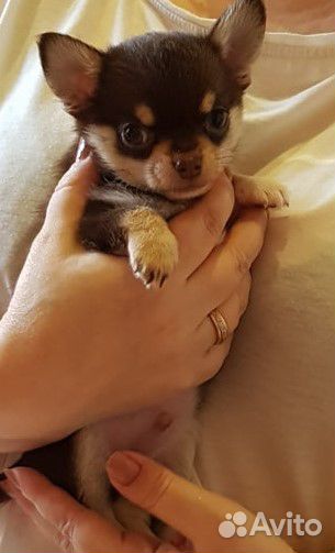 Шоколадный мальЧишка