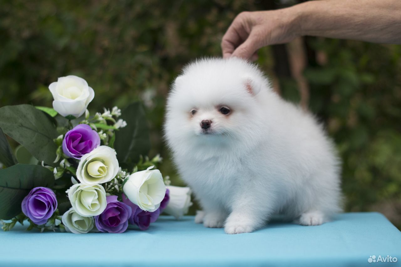 Белый как снег