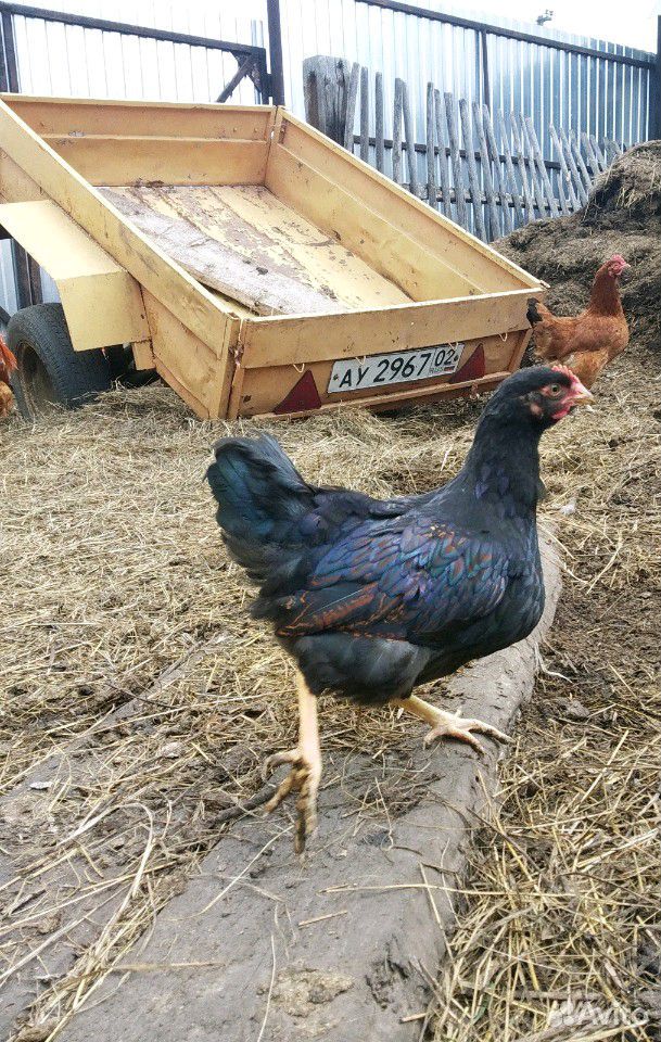 Барневельдер петушок