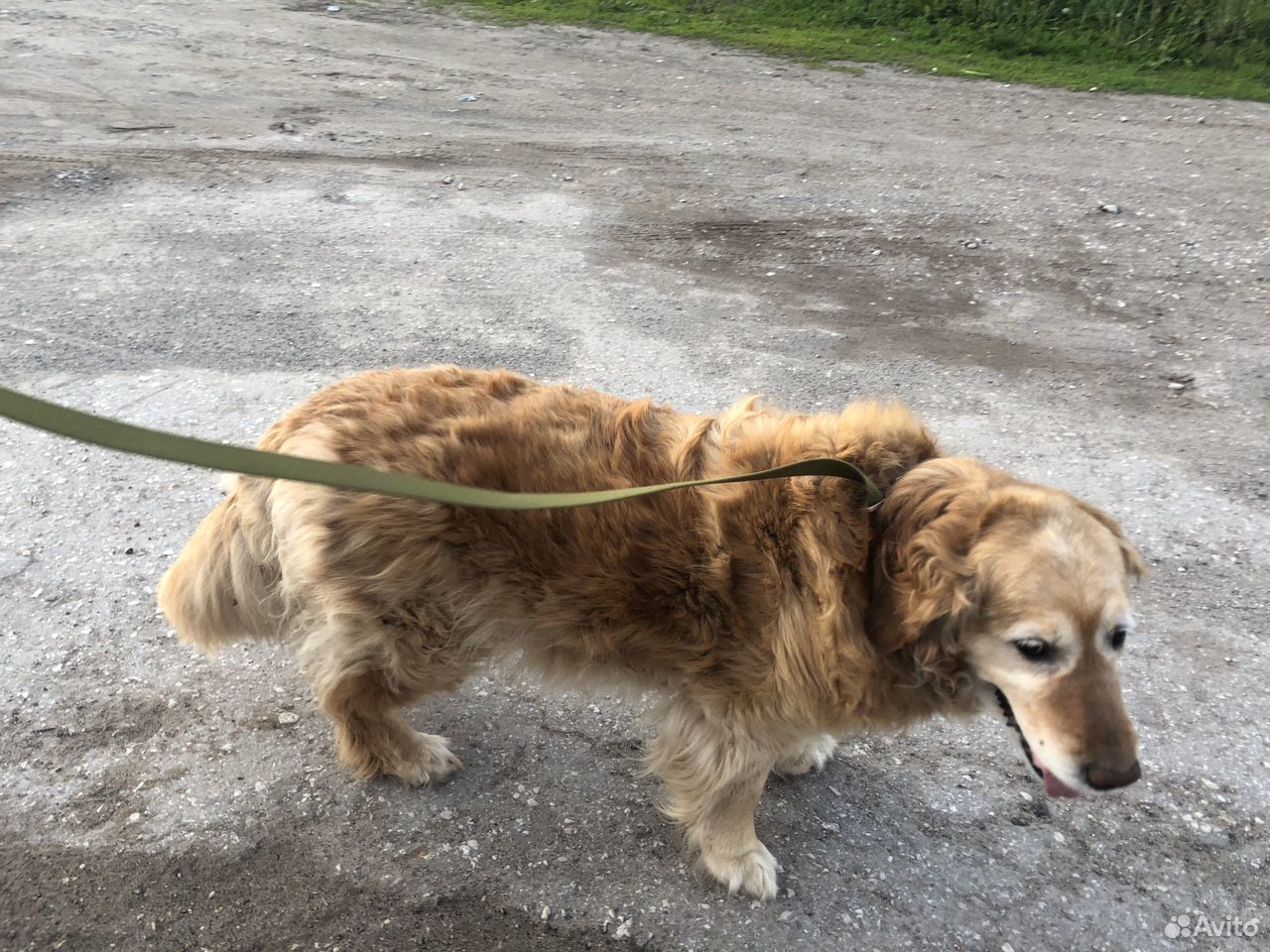 Найден голден ретривер