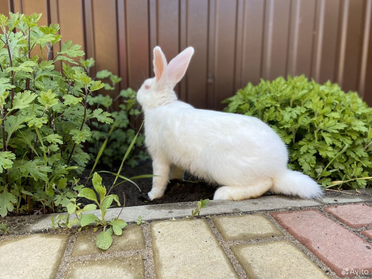 Чистокровные пс, клф, бп