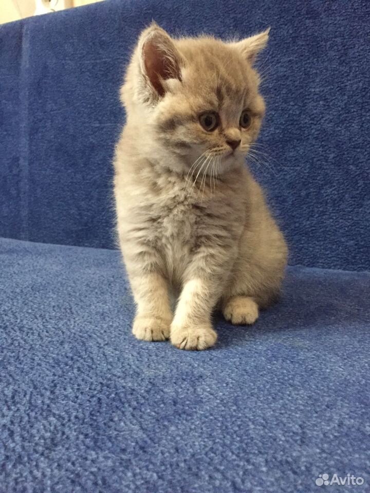 Котёнок (британская прямоухая девочка)