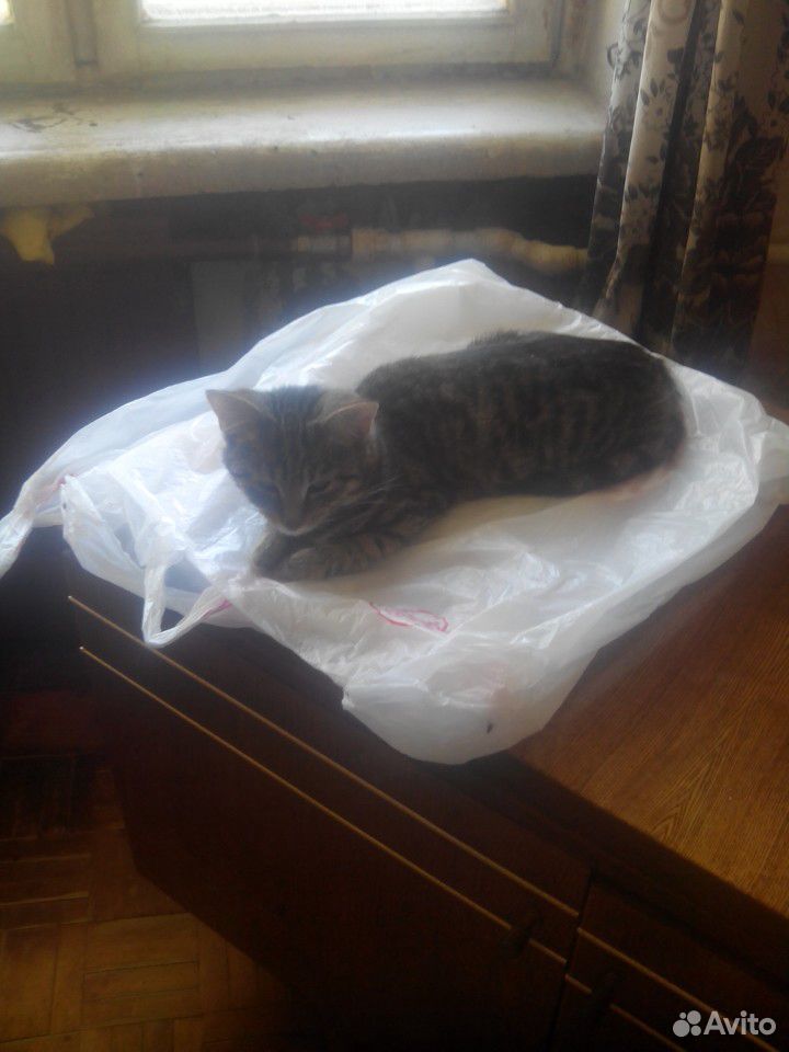 Котенок муська ей будет шесть месяцев