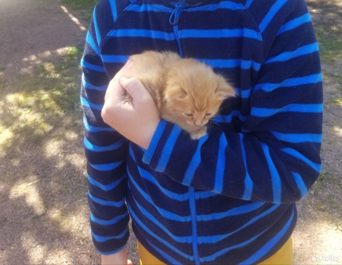 Котёнок рыжий