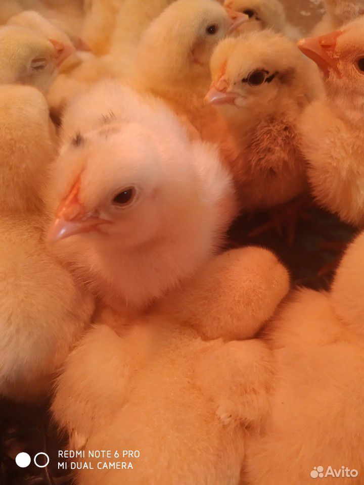 Цыпленок кооб 500